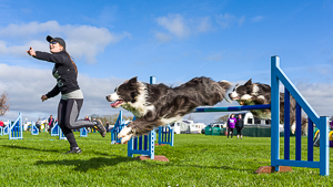 An Insight into Professional Dog Agility Photography