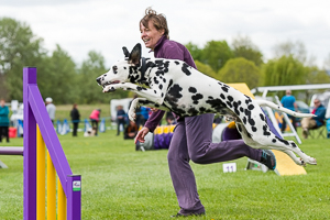 An Insight into Professional Dog Agility Photography