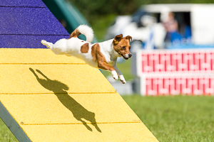 An Insight into Professional Dog Agility Photography